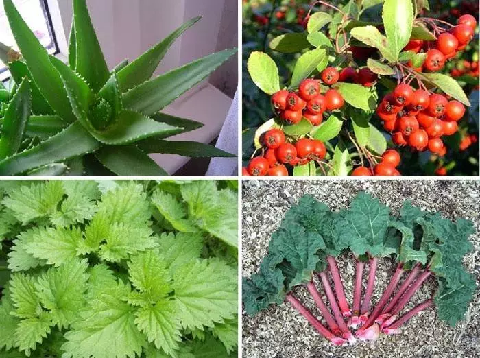 Plants containing succinic acid