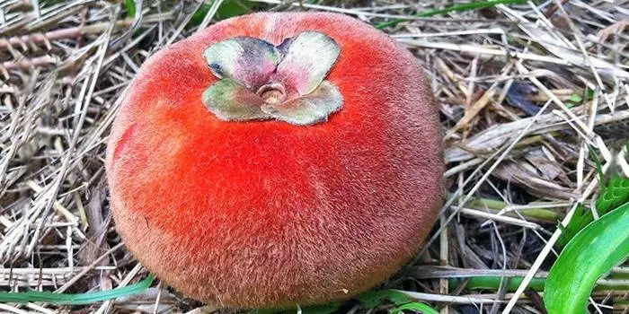 Velvet persimmon