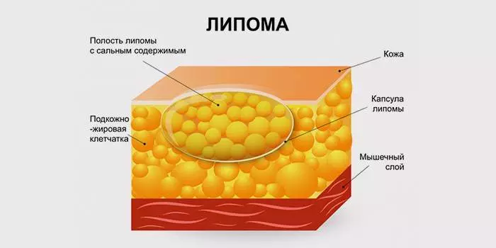 Анатомияи вен