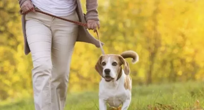 Como sair do auto-isolamento para donos de cães 10138_2