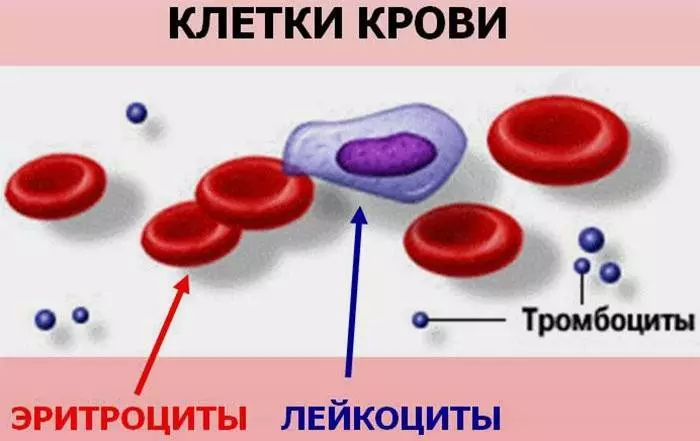 ESR нинди була