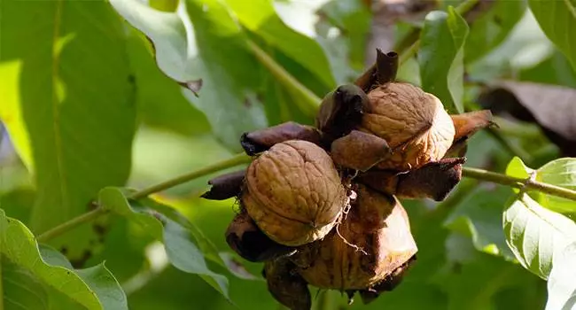 Prodotti biex jaħarqu xaħam u jħaffu l-metaboliżmu 10383_2