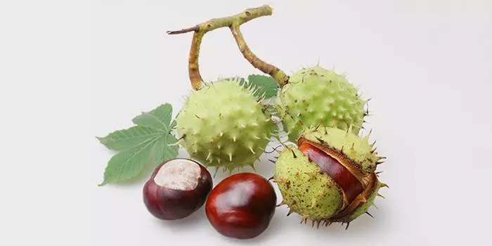 Chestnuts mo prostatitis tincture