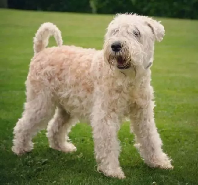 Hypoallergenic dogs that do not shed 10670_8