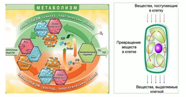 Têgihiştinên çewt ên di derbarê metabolîzmê de 10784_2