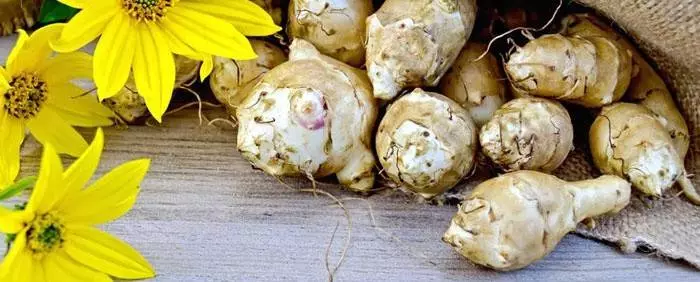 Jerusalema artichoke - melemo le likotsi, diresepe