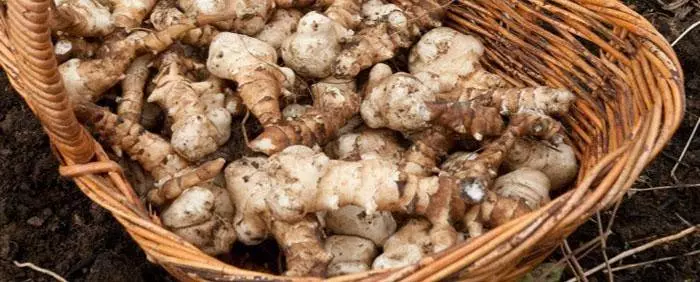 Jerusalem Artichoke fir Diabetis