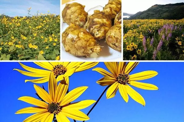 Jerusalem artichoke plant