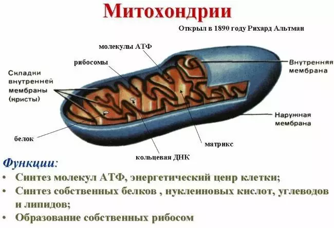 Ubufakazi besayensi bezinzuzo zokuzivocavoca isikhumba