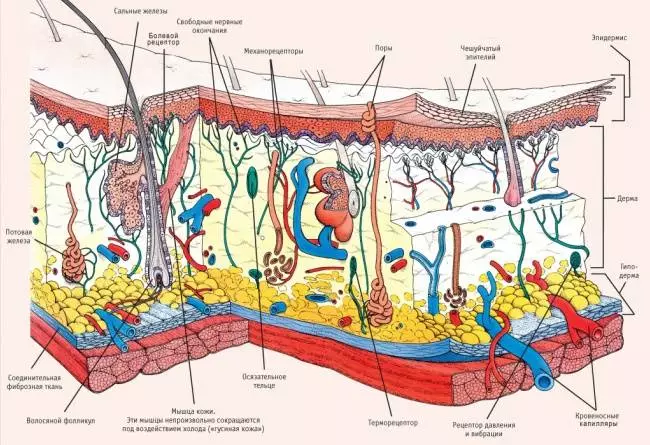 Auala e faʻamalosi ai le paʻu o le paʻu pe a uma le paʻu o le pauna 10872_1