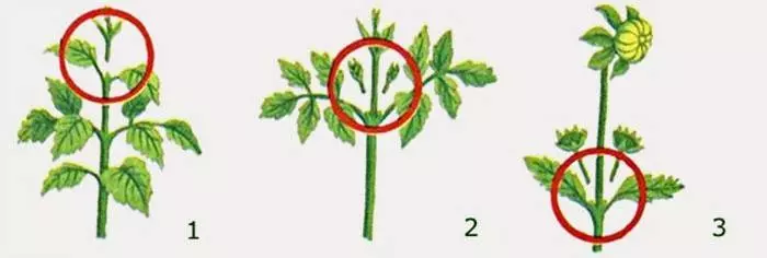 Exemplos de formación dun arbusto de dalia