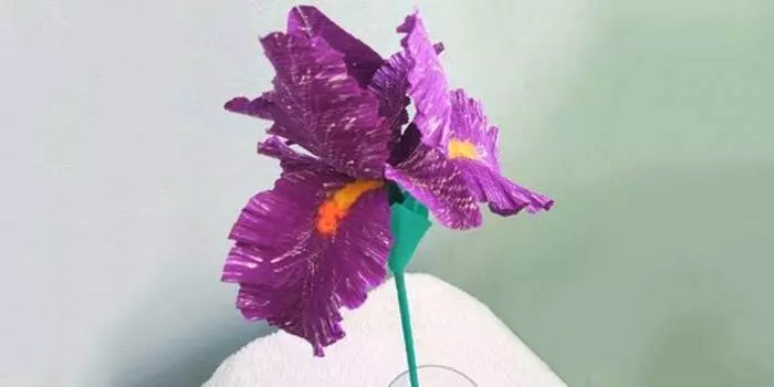 Iris decorativos