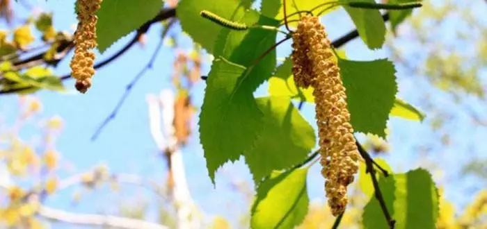 Birch buds para sa isang sabaw para sa sakit