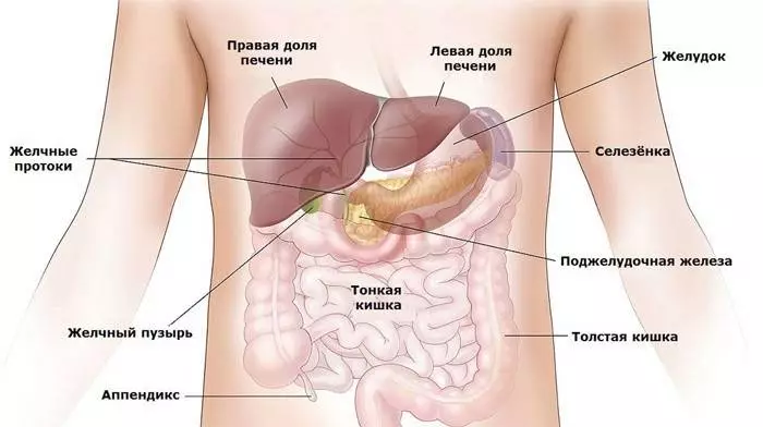 Nasaan ang pancreas