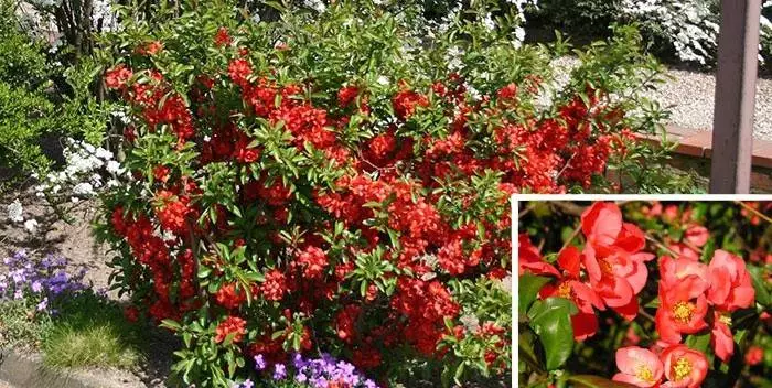 Ornamental busk chaenomeles er populær blant gartnere