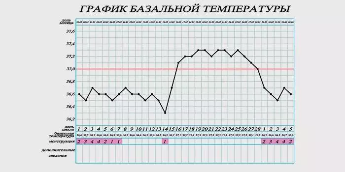 Basaltemperatur-Diagramm zur Feststellung der Schwangerschaft