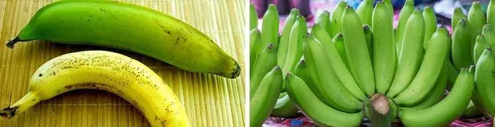 Platano مغذی ترین گونه است