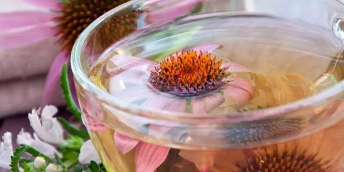 Echinacea çayı bir fincanda