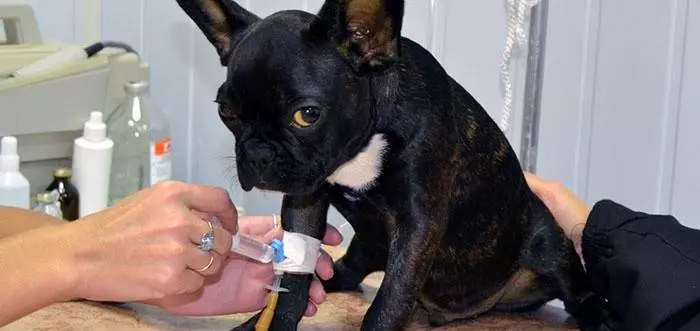 Veteriner köpeğe bir enjeksiyon verir.