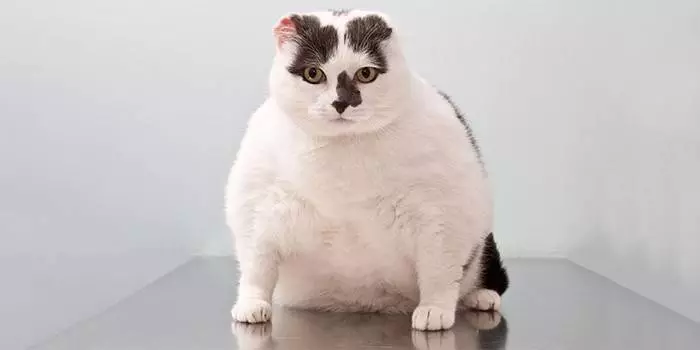 Kucing gemuk
