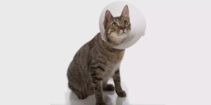 Kucing selepas pembedahan urolithiasis