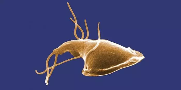 Giardia Wuerm