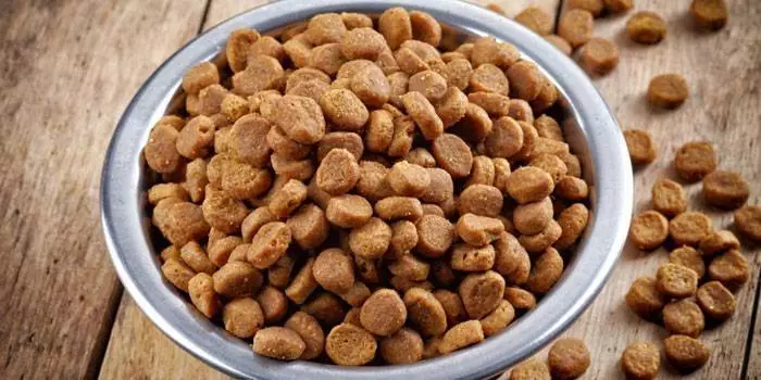 Jak správně krmit kočku: krmivo pro domácí zvířata a výživa