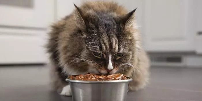 Мачката јаде