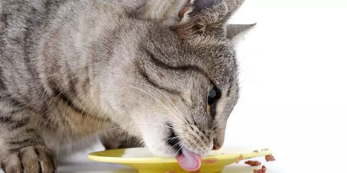 Katė laižo lėkštę