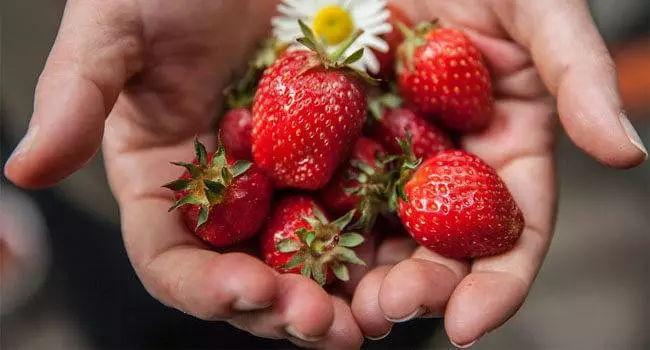 Den optimala tiden att köpa jordgubbar och urvalsregler