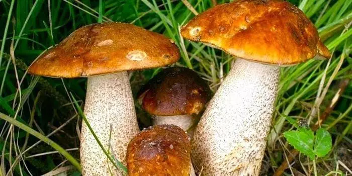 Awọn olu Boletus ninu koriko