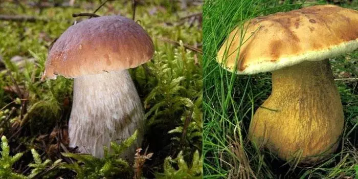 Links weißer Pilz, rechts Gallenpilz