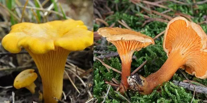 Solda bir Cantharellus cibarius, sağda sahte bir Cantharellus cibarius