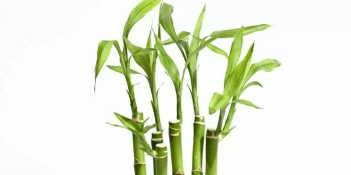 Planta de bambus