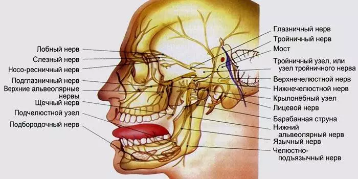 La posizione dei nervi negli esseri umani