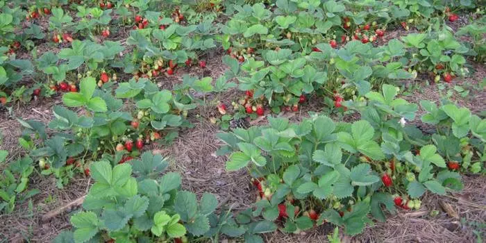 Mga lagda alang sa pagpainum sa mga strawberry sa panahon sa pagpamunga