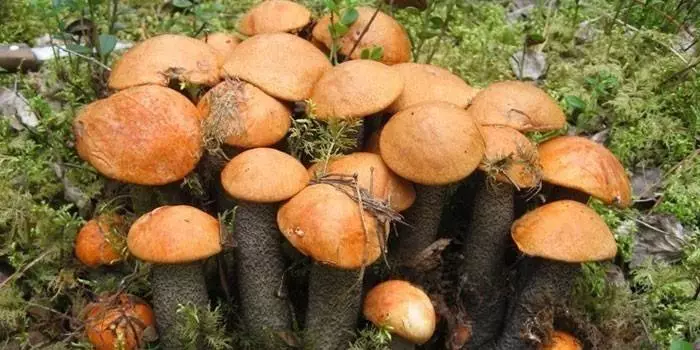 Boletus svamp i skogen