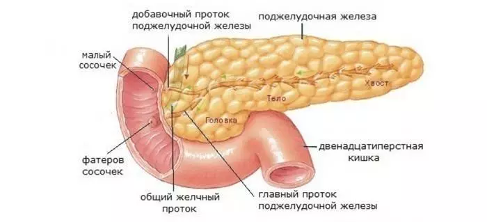 Анатомія підшлункової залози