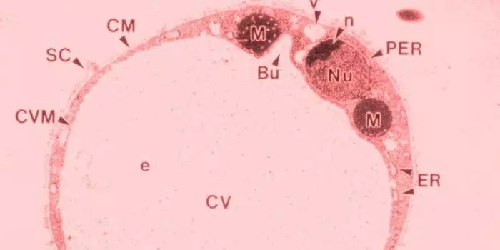 Blastocysty ve stolici u dospělého - příznaky a léčba střevní blastocystózy