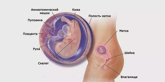 Sviluppo del bambino in gravidanza di 3 mesi