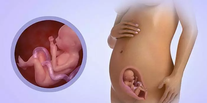 Hamiləliyin altıncı ayında fetal inkişaf