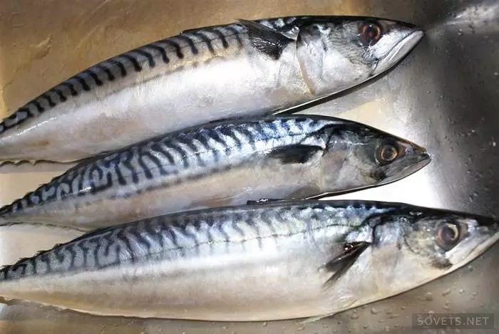 Yadda ake zaɓar mackerel don salting