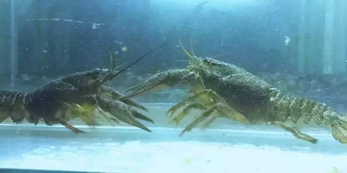 Crayfish mu aquarium