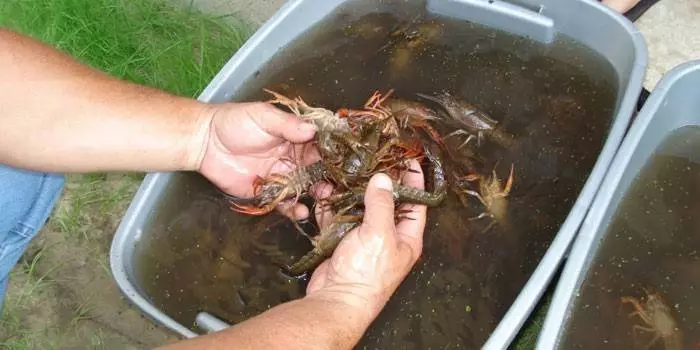 Crayfish ndogo kwenye vyombo vya plastiki