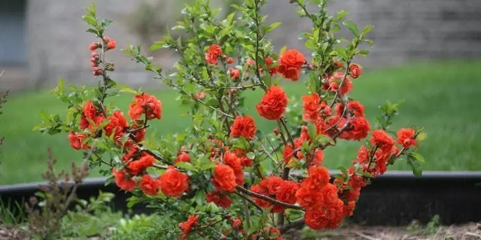 Belukar berbunga muda dari quince Jepun