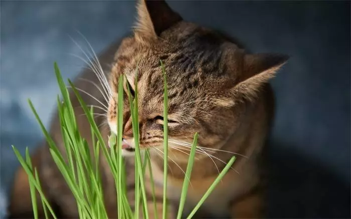 Gras voor katten - naam en hoe je thuis kunt groeien, foto's en video's