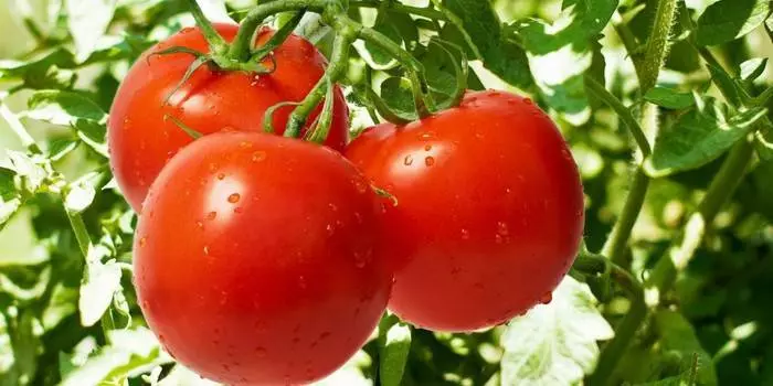 Características do cultivo de tomates