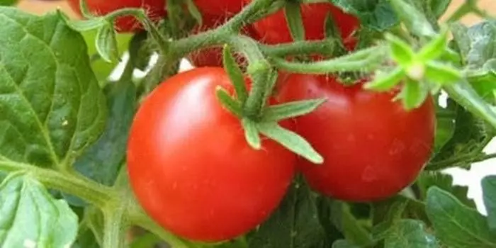Режим поливу томатів