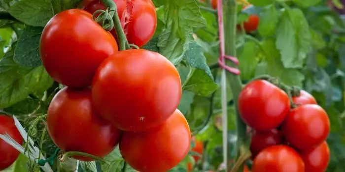 Kuinka suorittaa tomaatin muotoilu