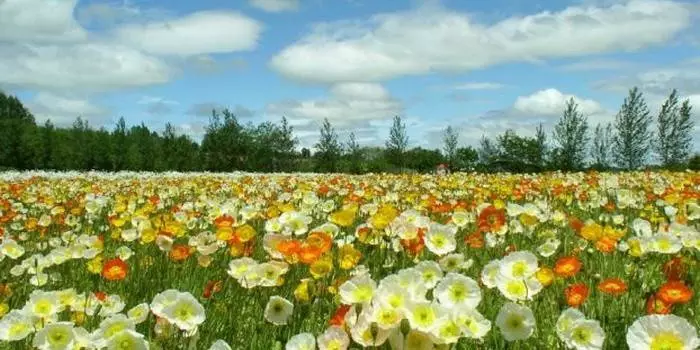 Tekenen over het weer voor de zomer